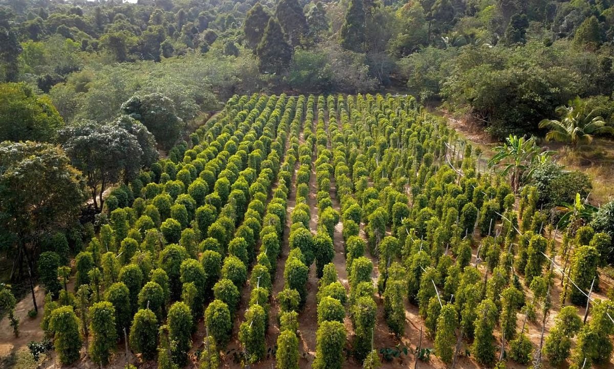 Vietnam Airlines | Top 6 Phu Quoc Countryside Pepper Farm Loved by Locals
