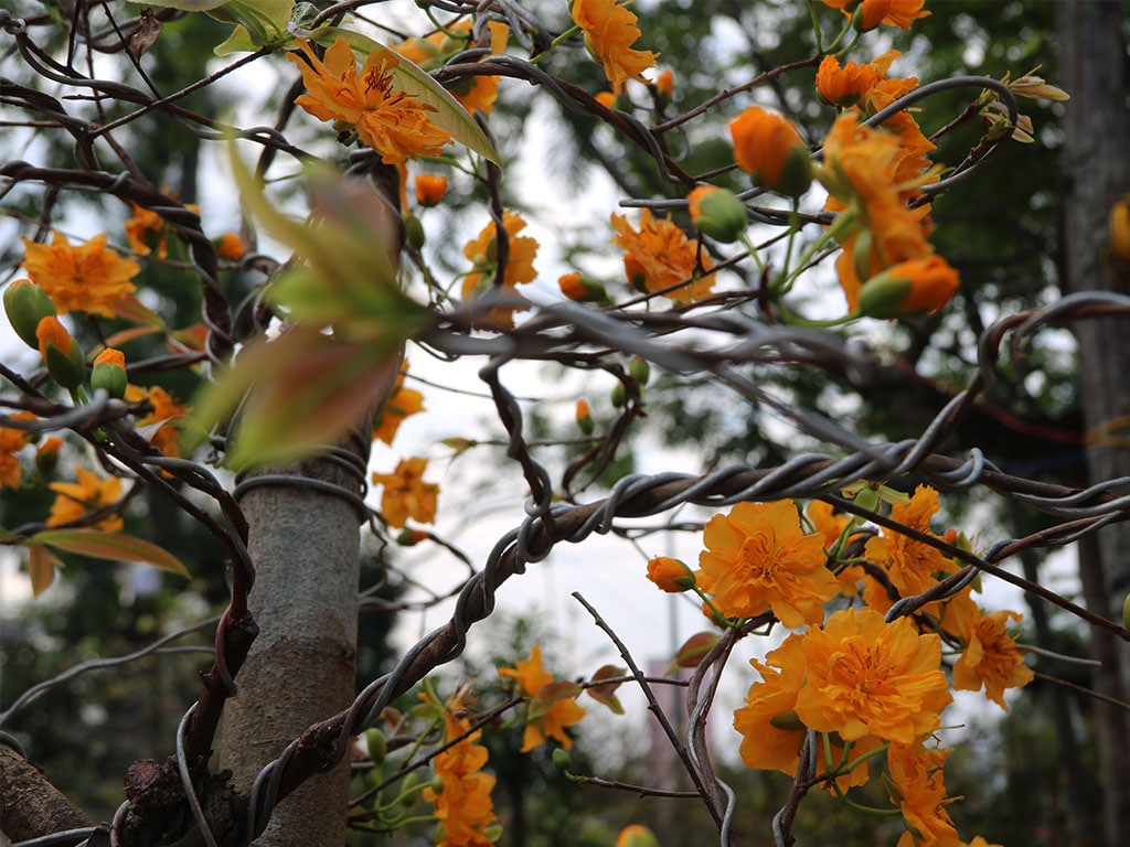 Vietnam Airlines | Yellow Apricot Blossom - A Vibrant Symbol of ...