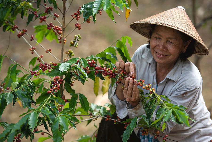 Weasel Coffee: Vietnam’s Most Exotic and Rare Brew