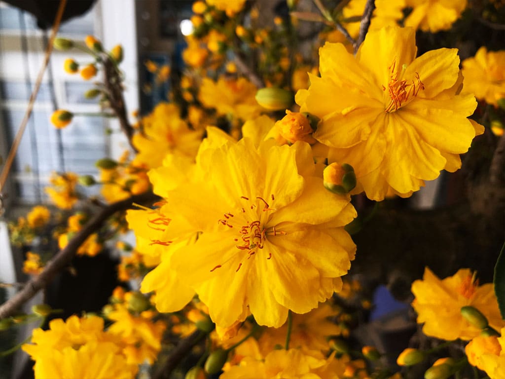 Yellow Apricot Blossom - A Vibrant Symbol of Vietnamese Spring