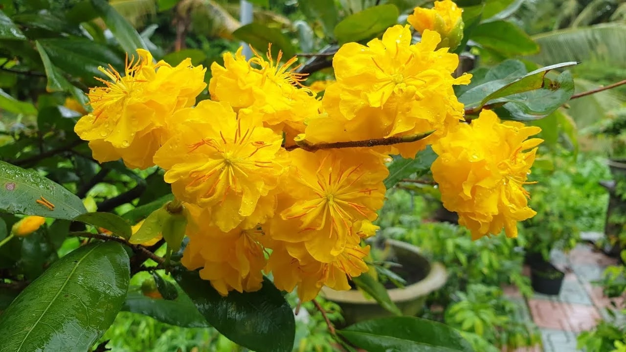 Yellow Apricot Blossom - A Vibrant Symbol of Vietnamese Spring