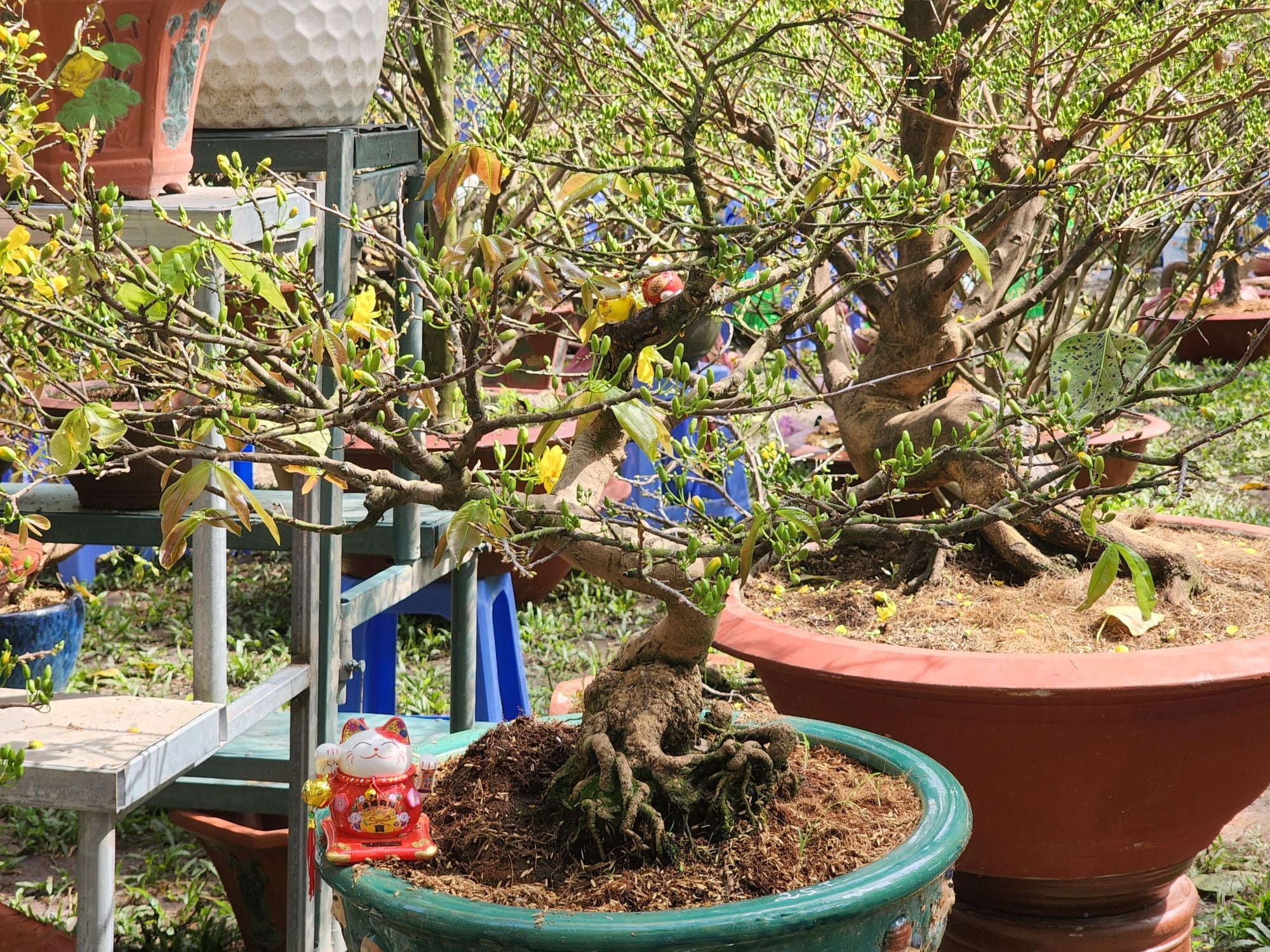 Yellow Apricot Blossom - A Vibrant Symbol of Vietnamese Spring