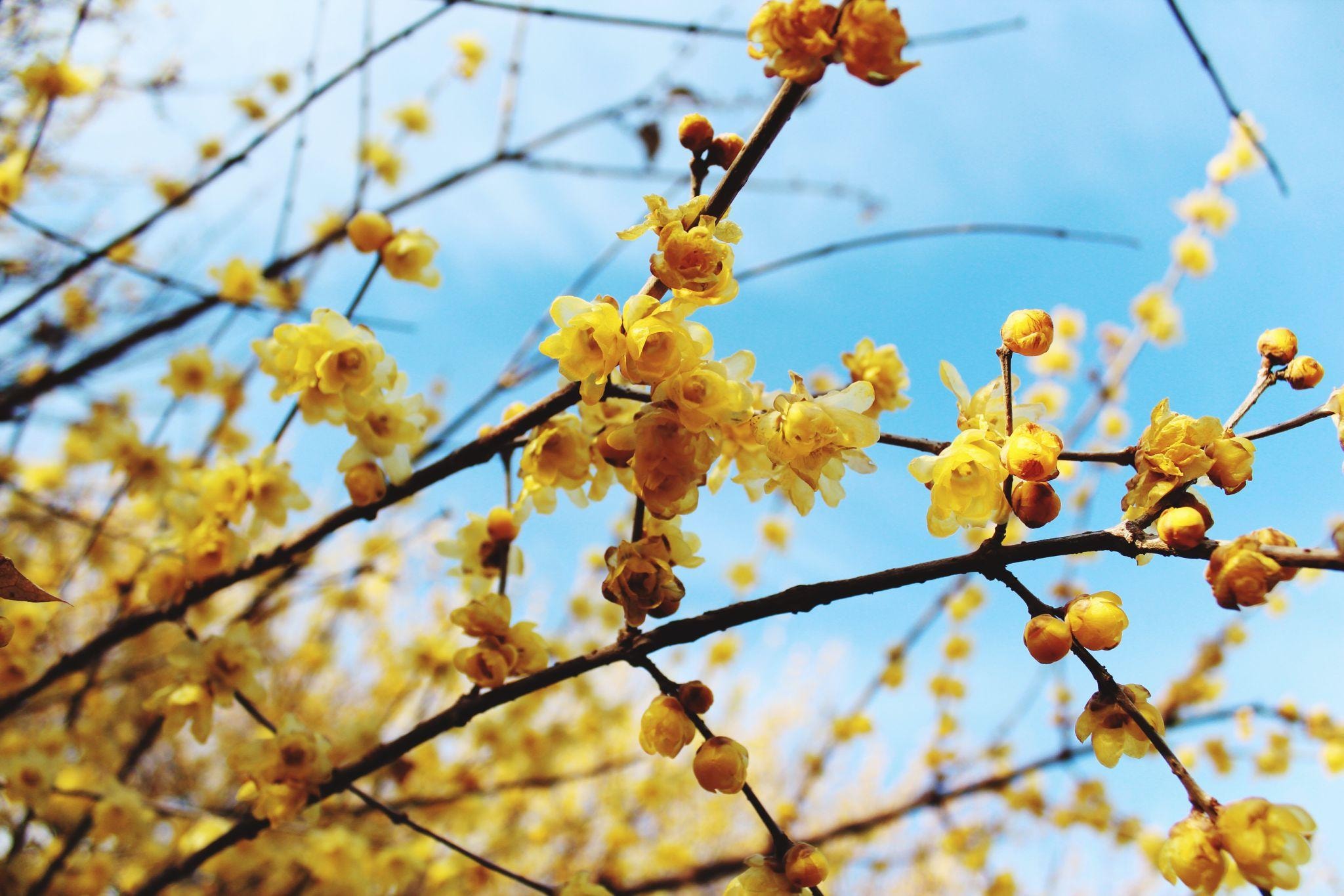 Yellow Apricot Blossom - A Vibrant Symbol of Vietnamese Spring