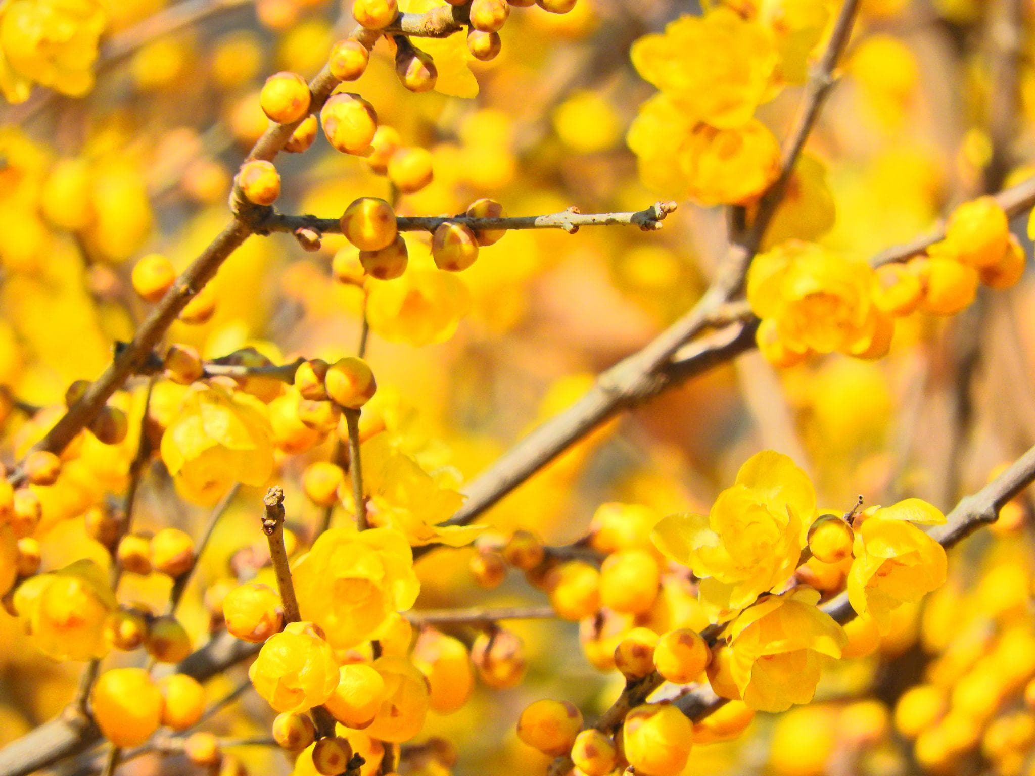 Yellow Apricot Blossom - A Vibrant Symbol of Vietnamese Spring