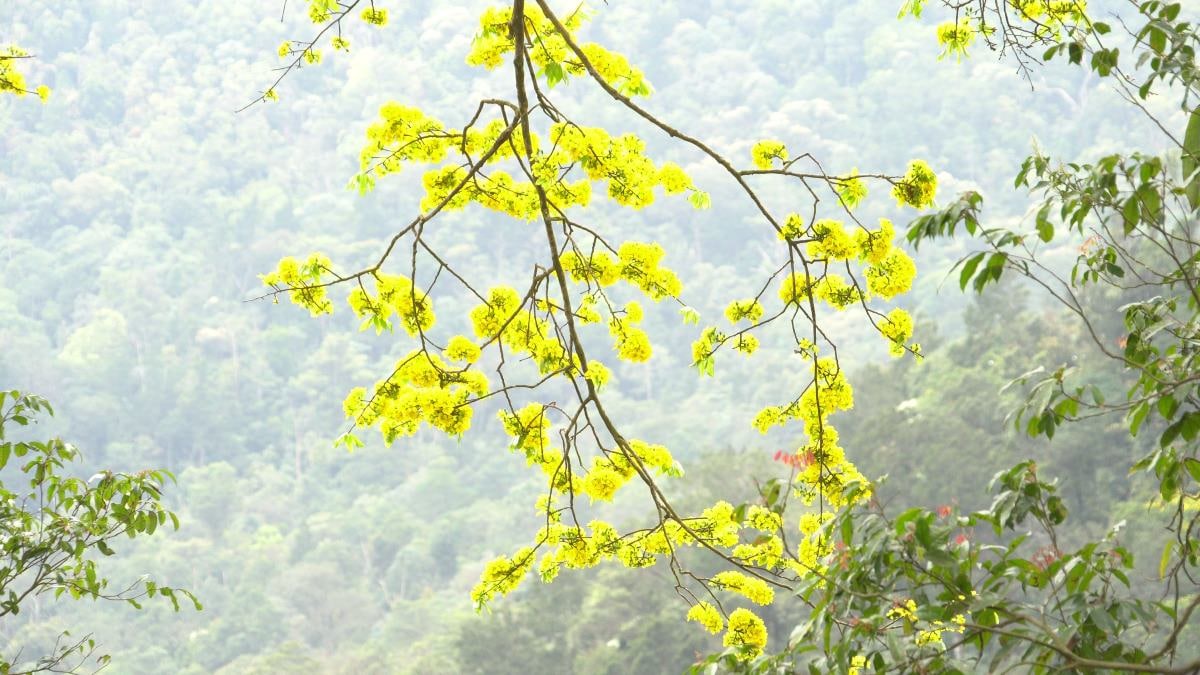 Yellow Apricot Blossom - A Vibrant Symbol of Vietnamese Spring