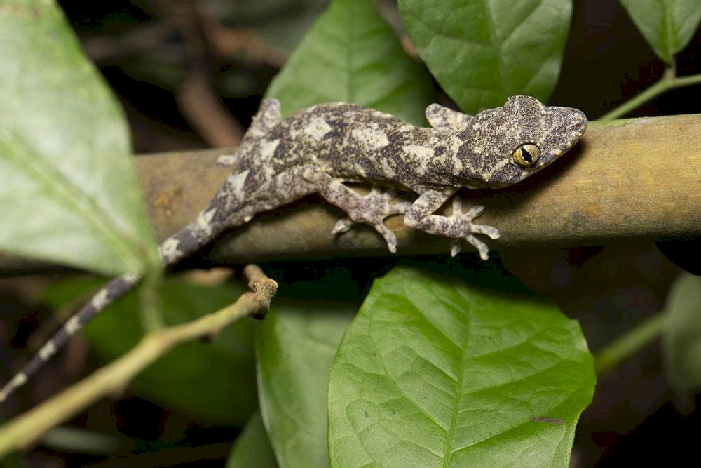 Vườn Quốc gia Cúc Phương: Hành trình vào khu vườn ngàn năm